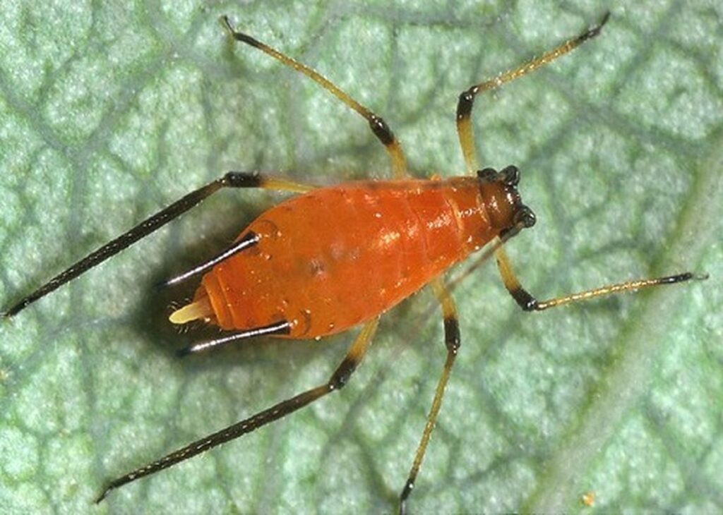 20 Surprising Garden Insects That Actually Help Your Plants Thrive