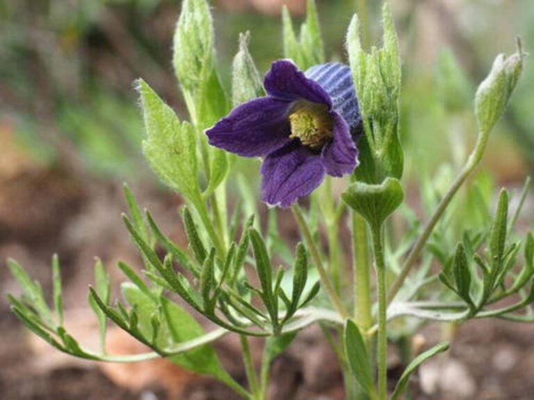 16 Stunning 4 Petal Flowers That'll Brighten Your Garden