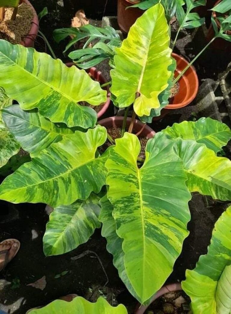 17 Amazing Variegated Philodendrons to Brighten Your Home