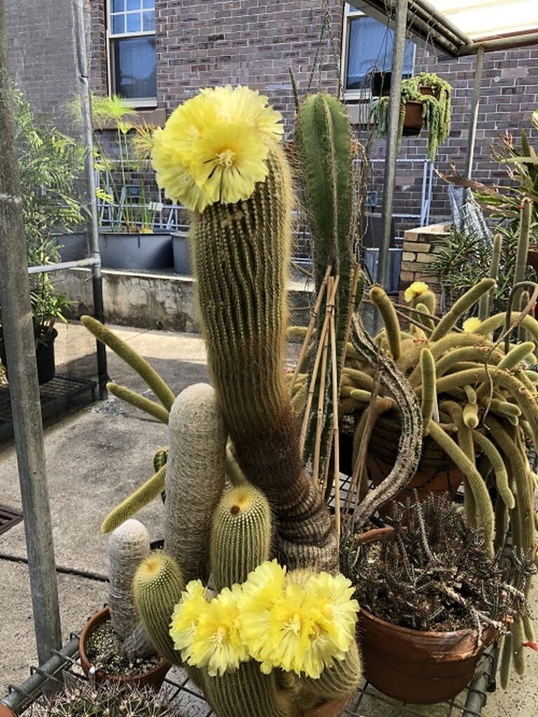 21 Gorgeous Spiky Plants That Will Transform Your Garden