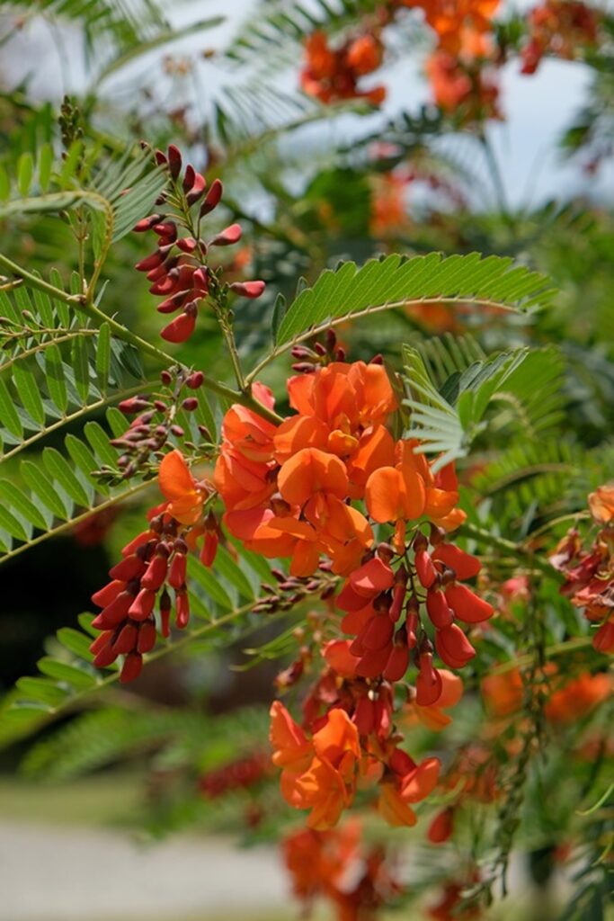 32 Exotic Orange Wildflowers to Brighten Your Garden