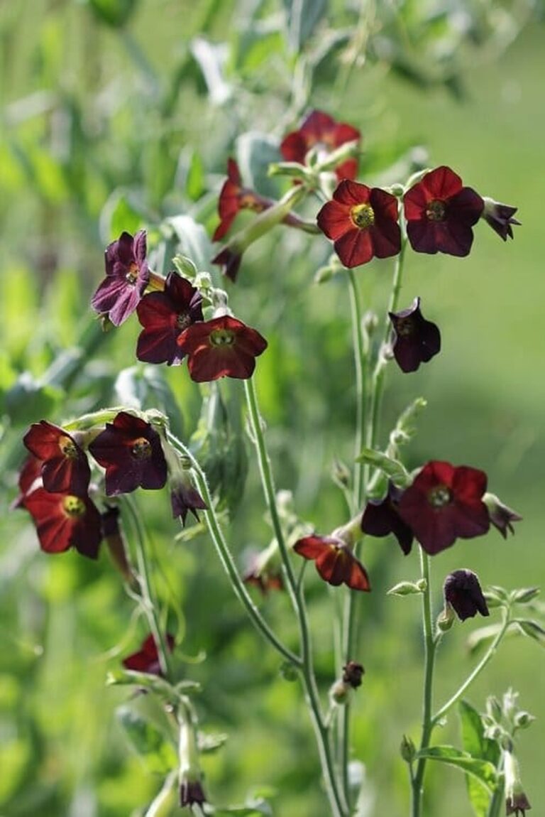 21 Gorgeous Brown Flowers to Brighten Your Garden Today