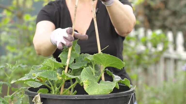 17 Fantastic DIY Squash Trellis Ideas for Your Garden