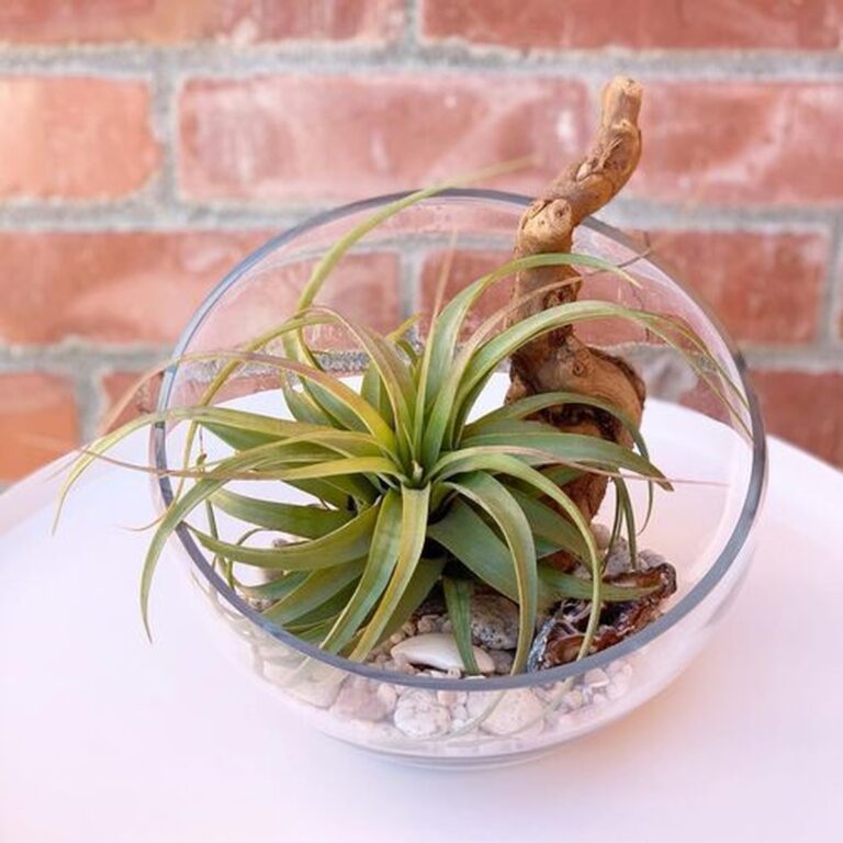 26 Perfect Indoor Plants for Glass Containers to Brighten Any Room