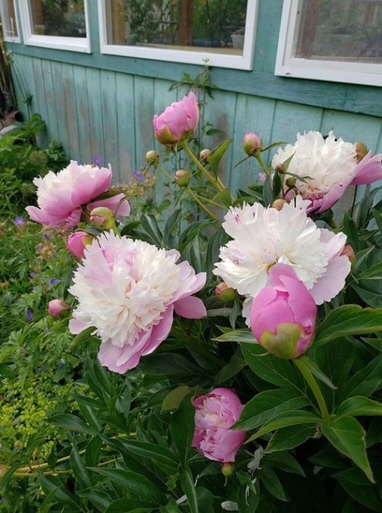55 Gorgeous Pink Peony Varieties That Bloom Beautifully