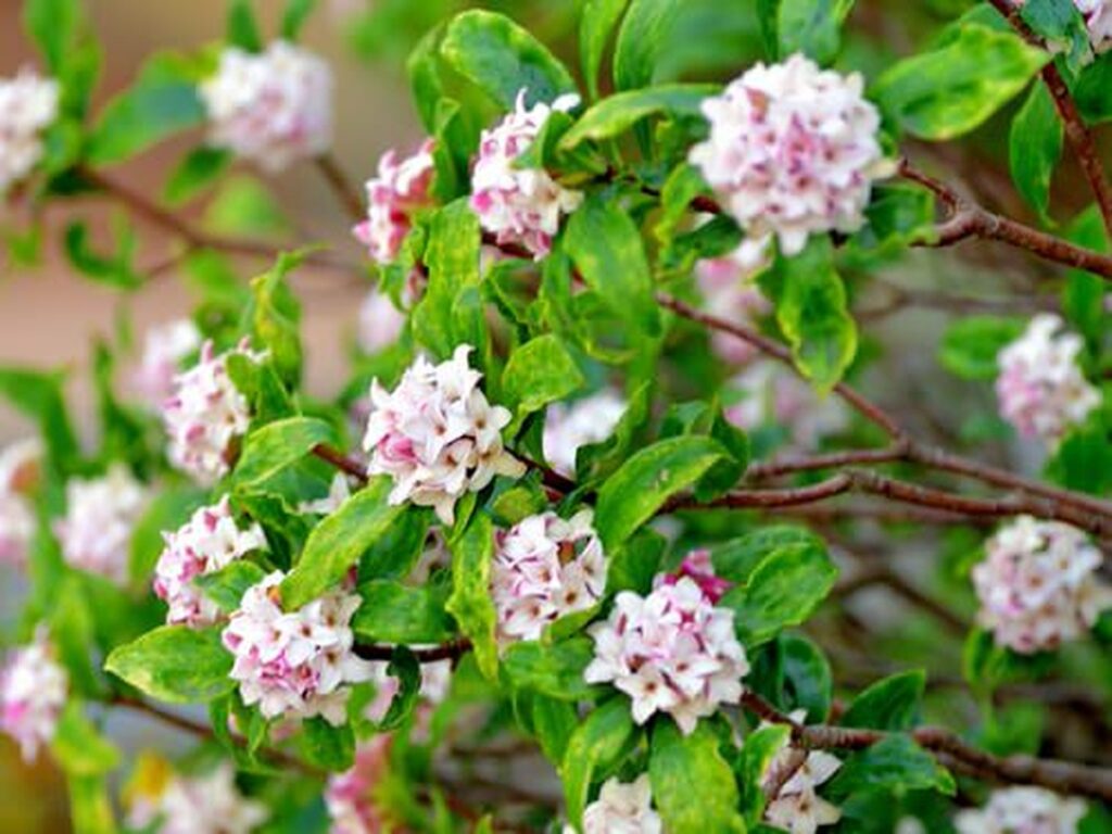 26 Fascinating Milky Sap Plants Every Garden Lover Should Know