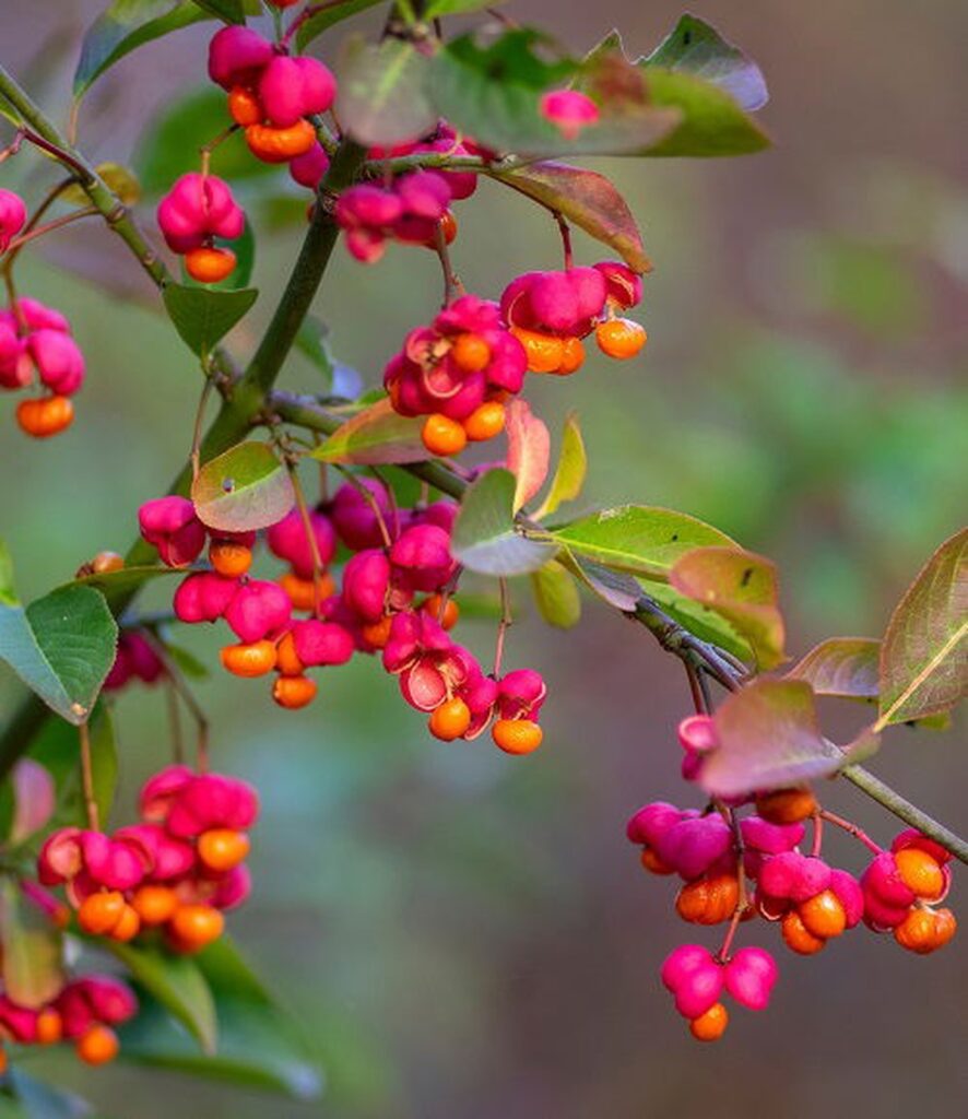 16 Beautiful German Flowers to Brighten Your Garden