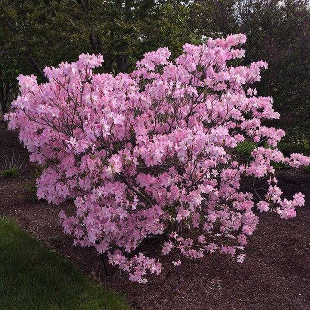 13 Beautiful Russian Flowers That Bloom Across The Land