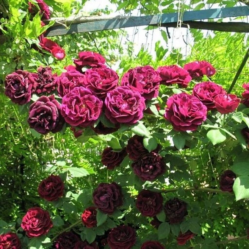 10 Mesmerizing Black Rose Varieties and Their Symbolic Meanings