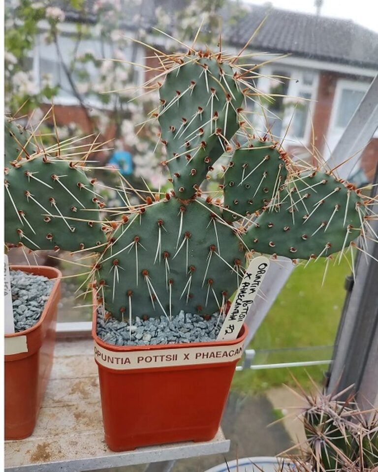 21 Gorgeous Spiky Plants That Will Transform Your Garden