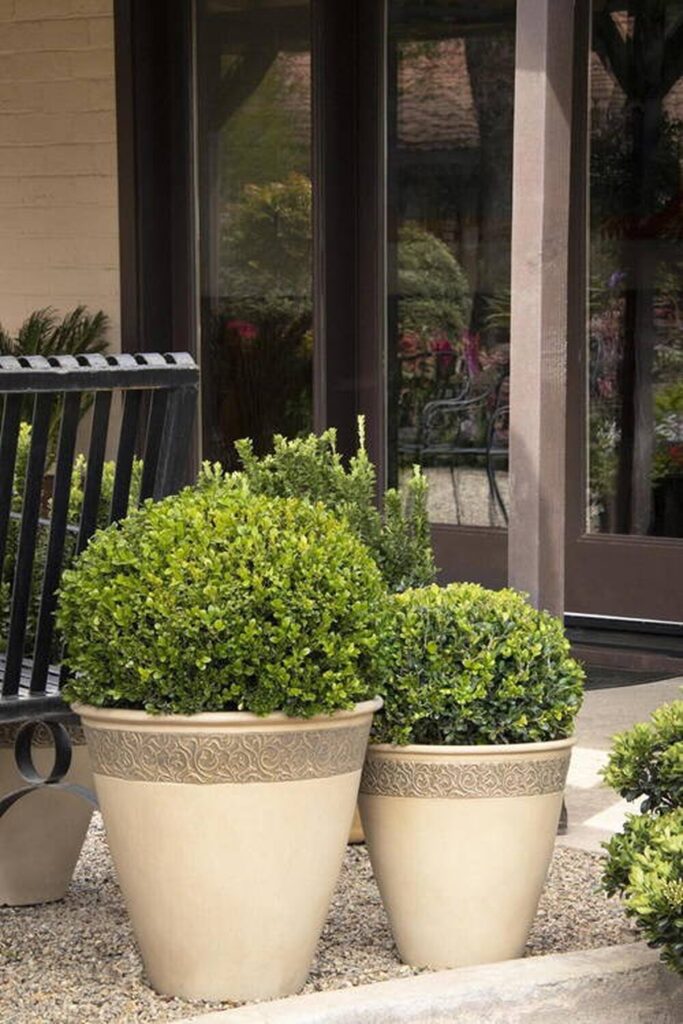17 Simple Yet Stunning Boxwoods for Containers to Brighten Up Spaces