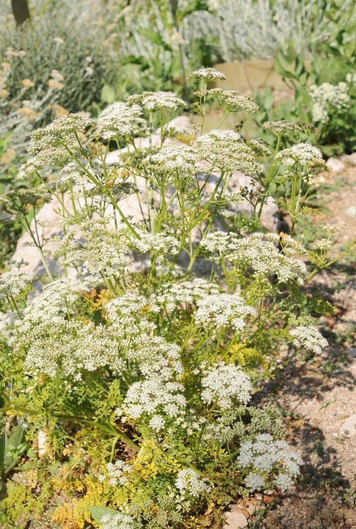 14 Deceptive Plants That Look Like Poison Hemlock To Watch Out For