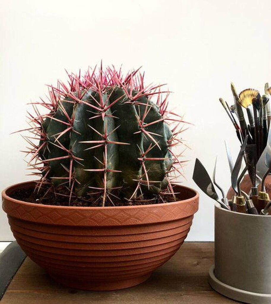 15 Best Large Cactus Plants To Grow Indoors / Stunning Tall Cacti