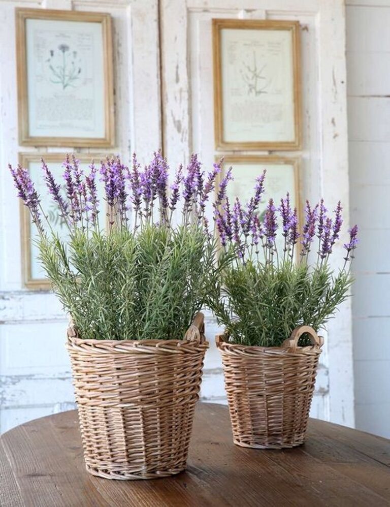 19 Amazing Plants that Repel Spiders for a Spider-Free Home