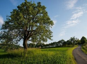 50 Stunning Types of Oak Trees for Your Dream Landscape
