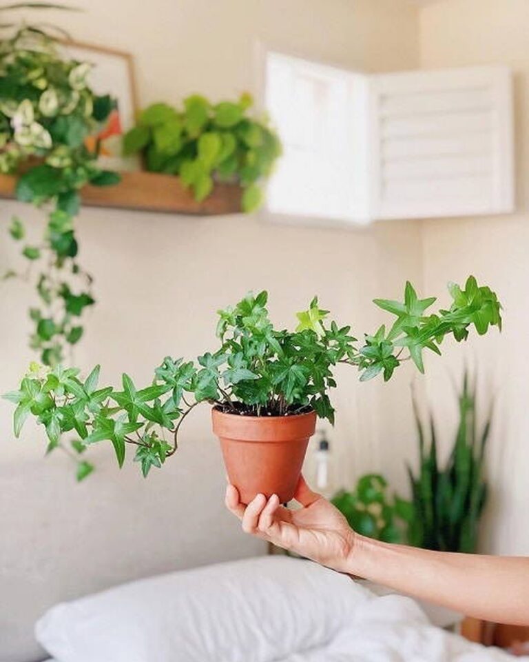 11 Remarkable English Ivy Benefits That Brighten Any Home