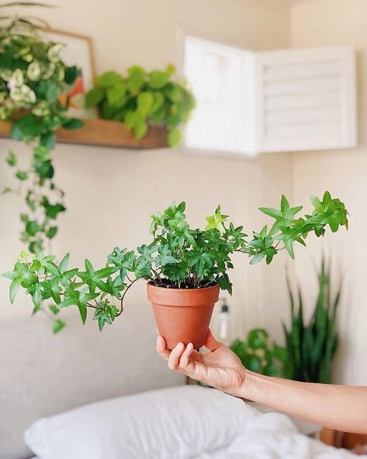 11 Remarkable English Ivy Benefits That Brighten Any Home