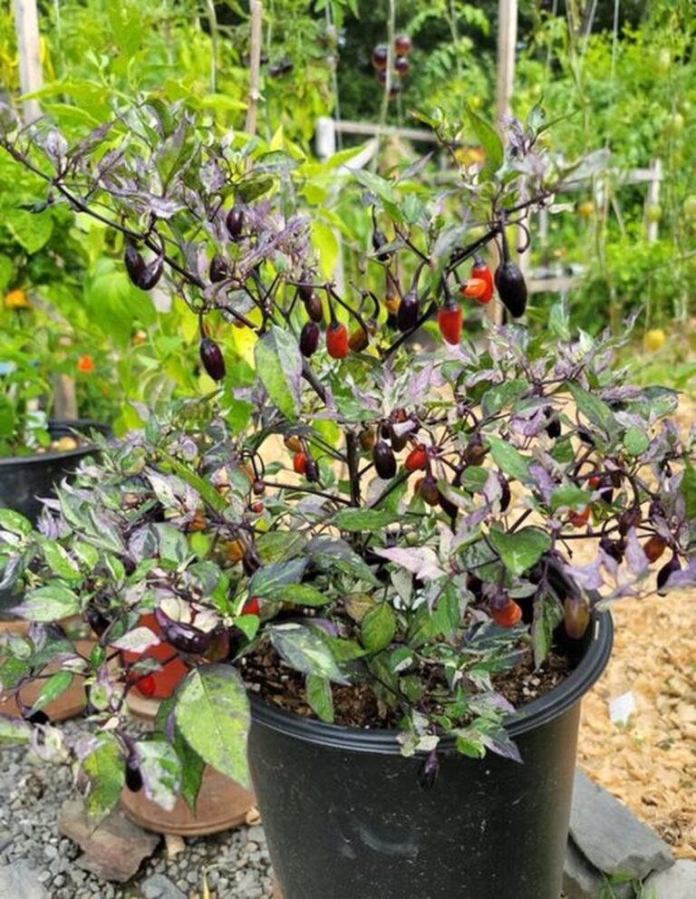 15 Stunning Ornamental Pepper Varieties: Can You Eat Them?