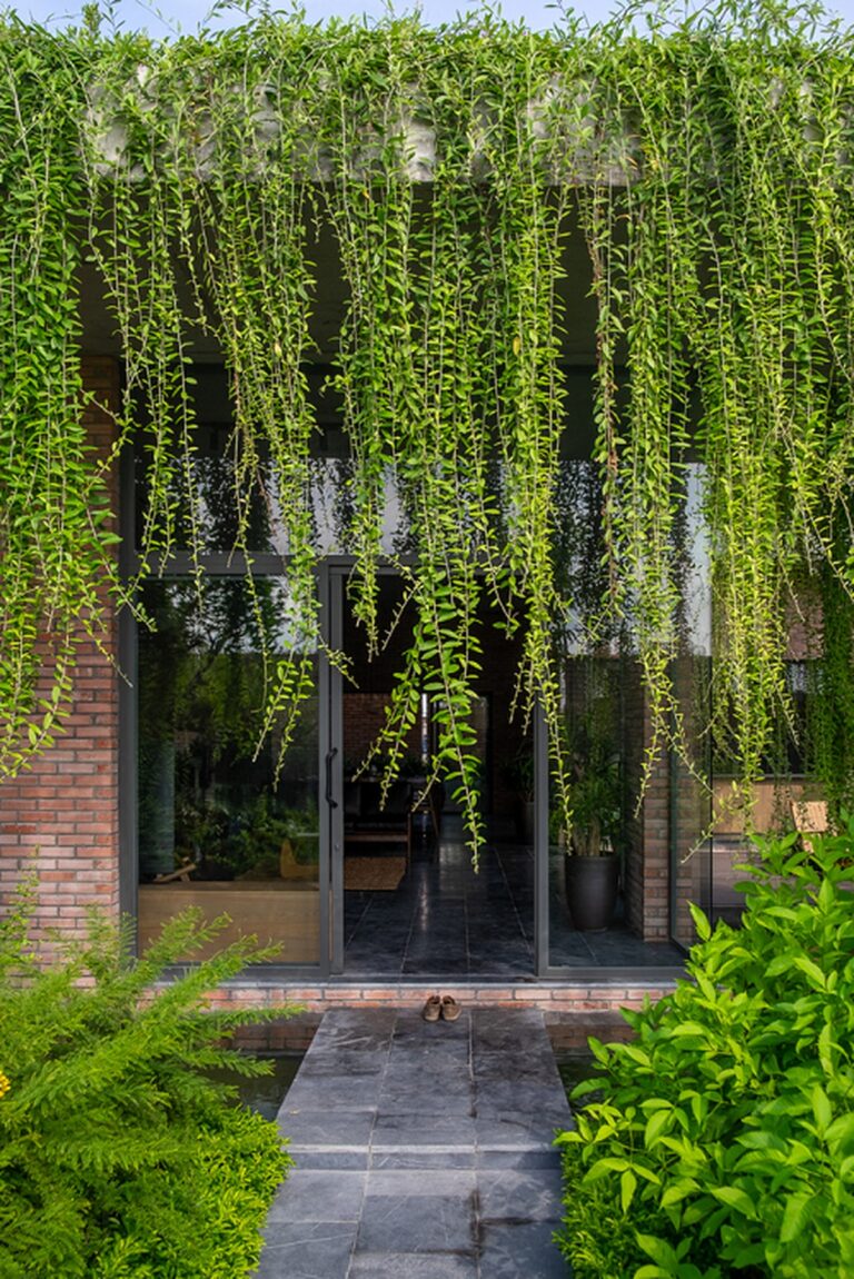 21 Stunning Fast Growing Creepers and Vines for Your Garden