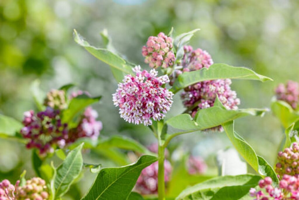 26 Fascinating Milky Sap Plants Every Garden Lover Should Know