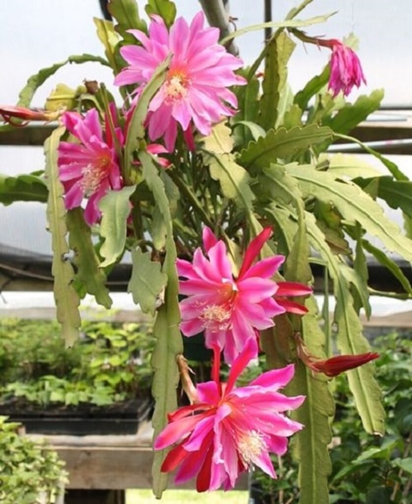 17 Gorgeous Cactus With Pink Flowers to Brighten Your Space