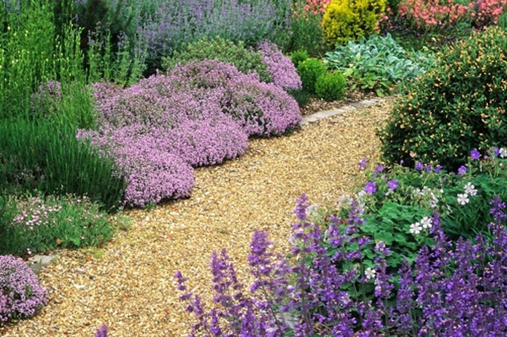 15 Charming Creeping Thyme Lawn Ideas for Natural Beauty