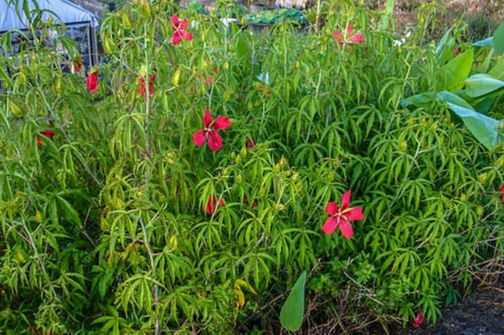62 Stunning Native Florida Plants and Trees to Beautify Your Space