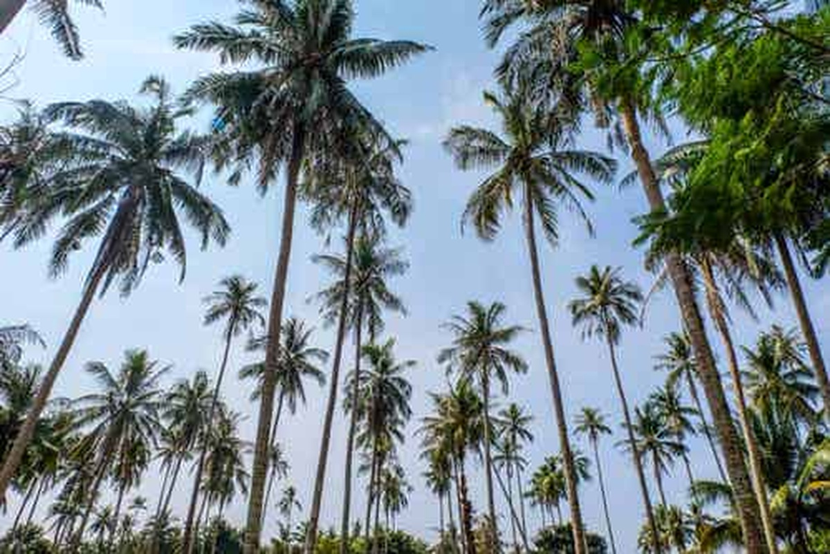 11 Fascinating Types Of Coconuts To Discover Today