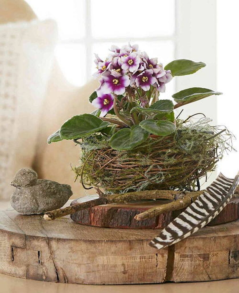 29 Charming African Violets Display Ideas for Your Home