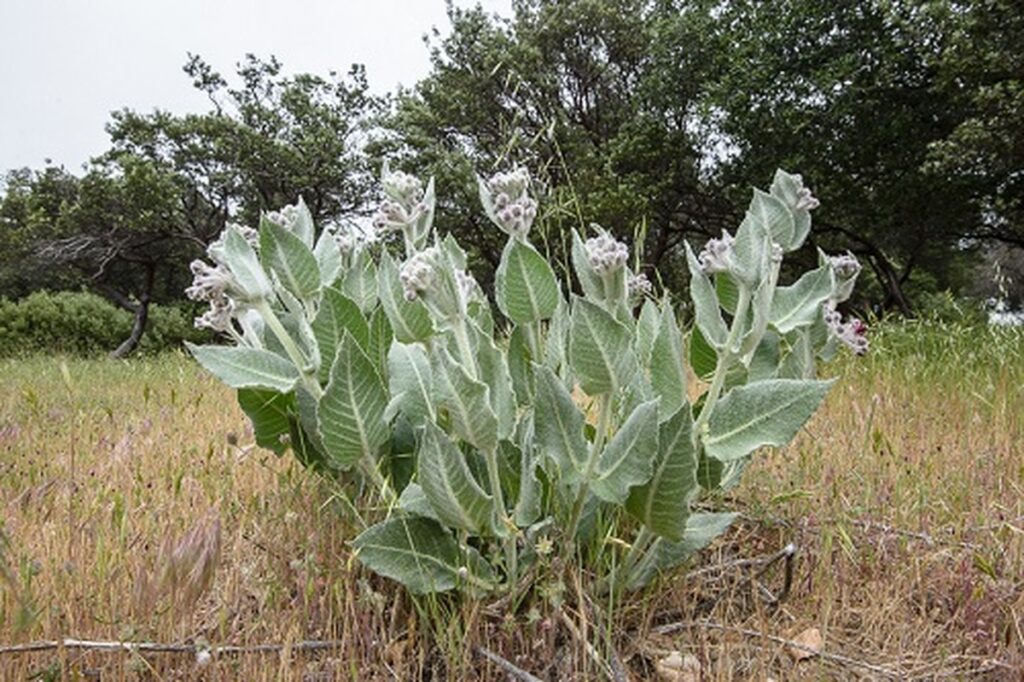 52 Amazing California Native Plants for Your Dreamy Garden