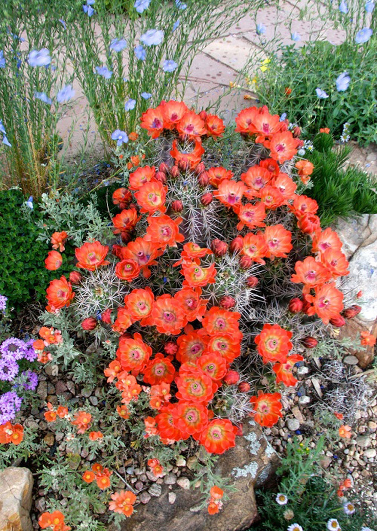 13 Stunning Flowers That Look Like Poppies - Nature's Lookalikes