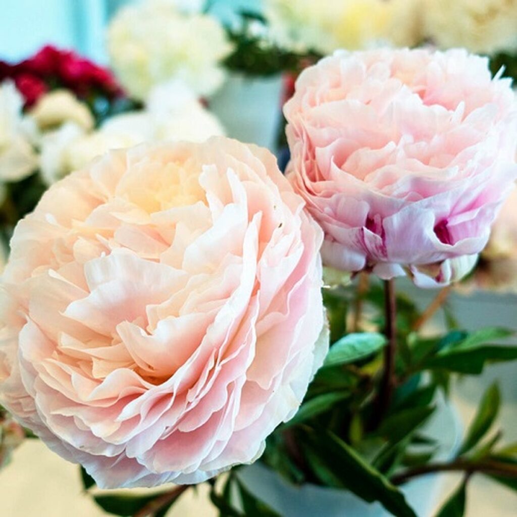 55 Gorgeous Pink Peony Varieties That Bloom Beautifully