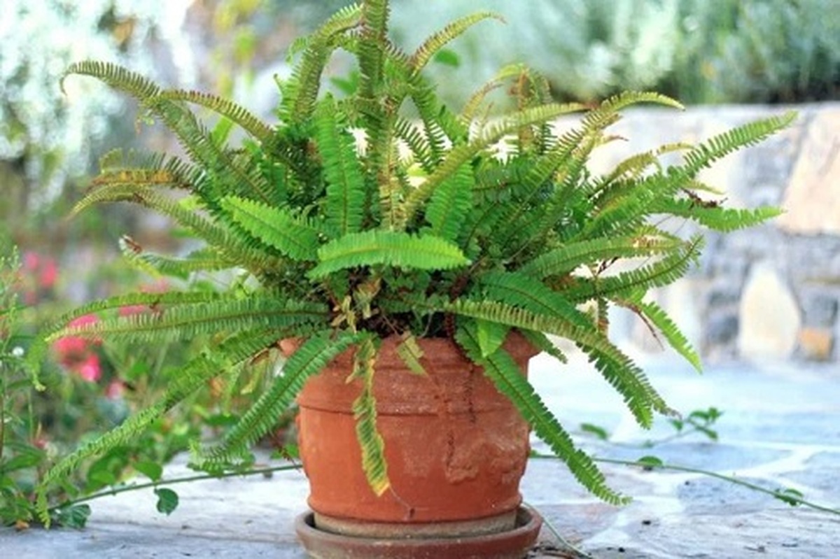 Why Ferns Turning Brown and Dying? How To Save Them?