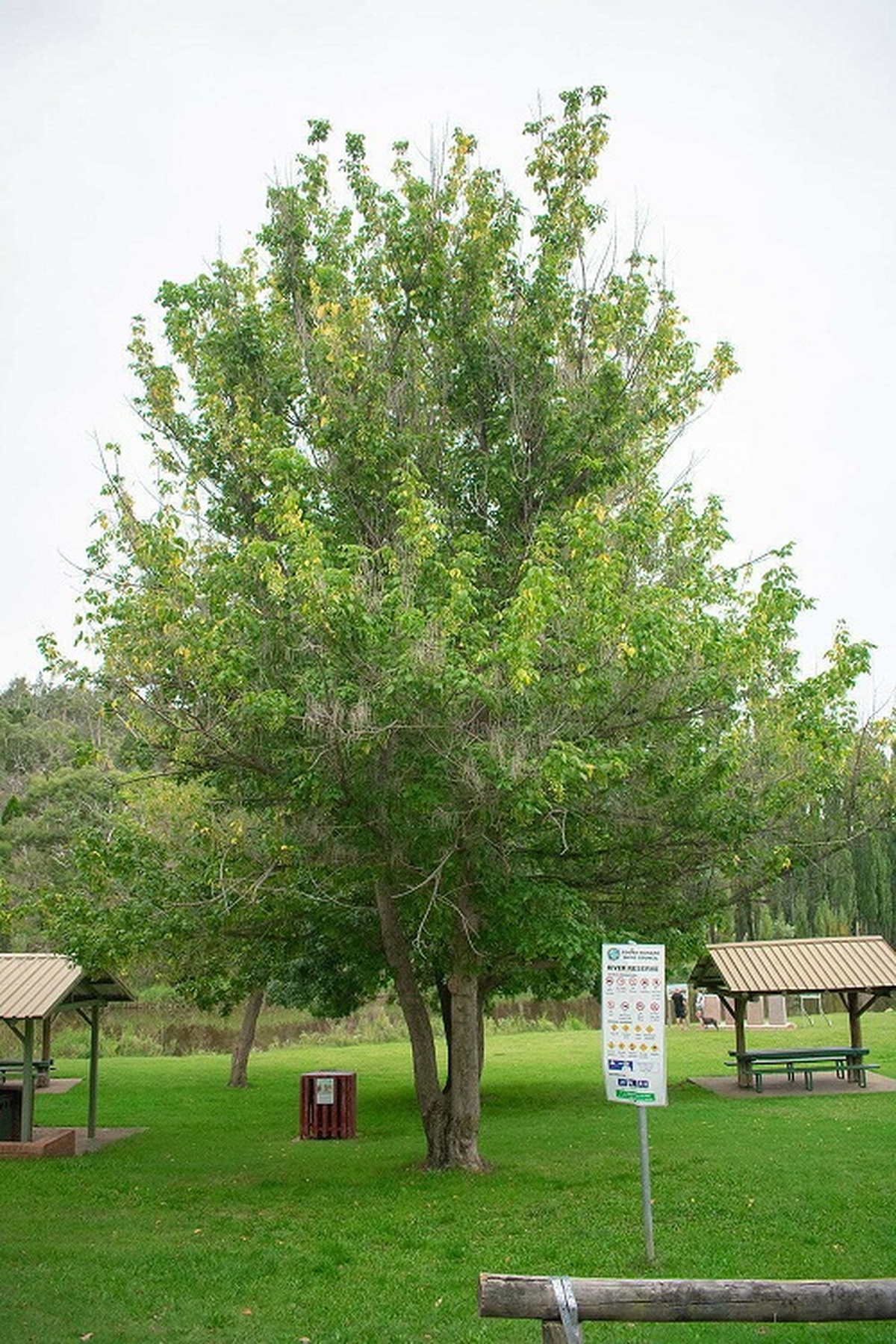 11 Fast Growing Shade Trees in California for a Cool Backyard