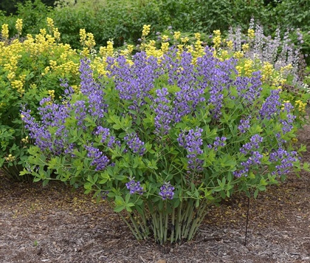 26 Gorgeous Illinois Native Plants for Your Dreamy Garden