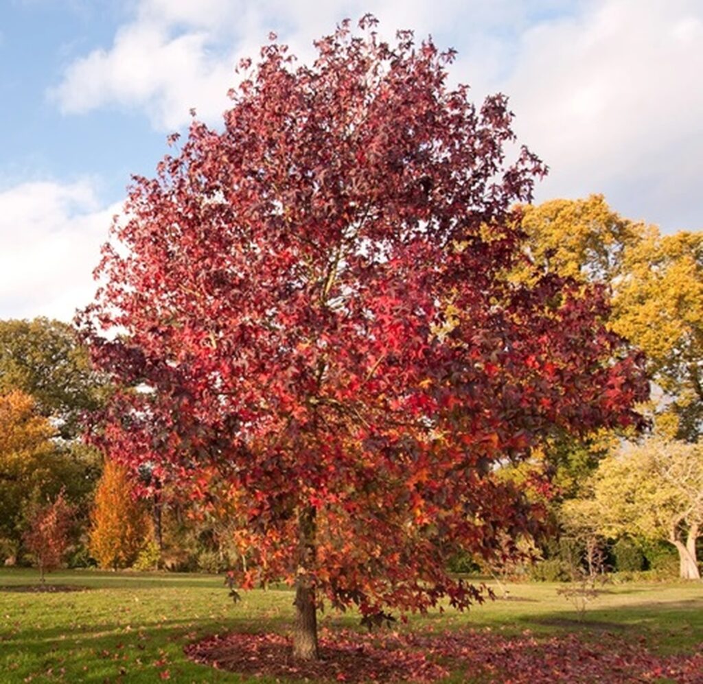 15 Exotic Trees With Red Leaves All Year for Your Garden
