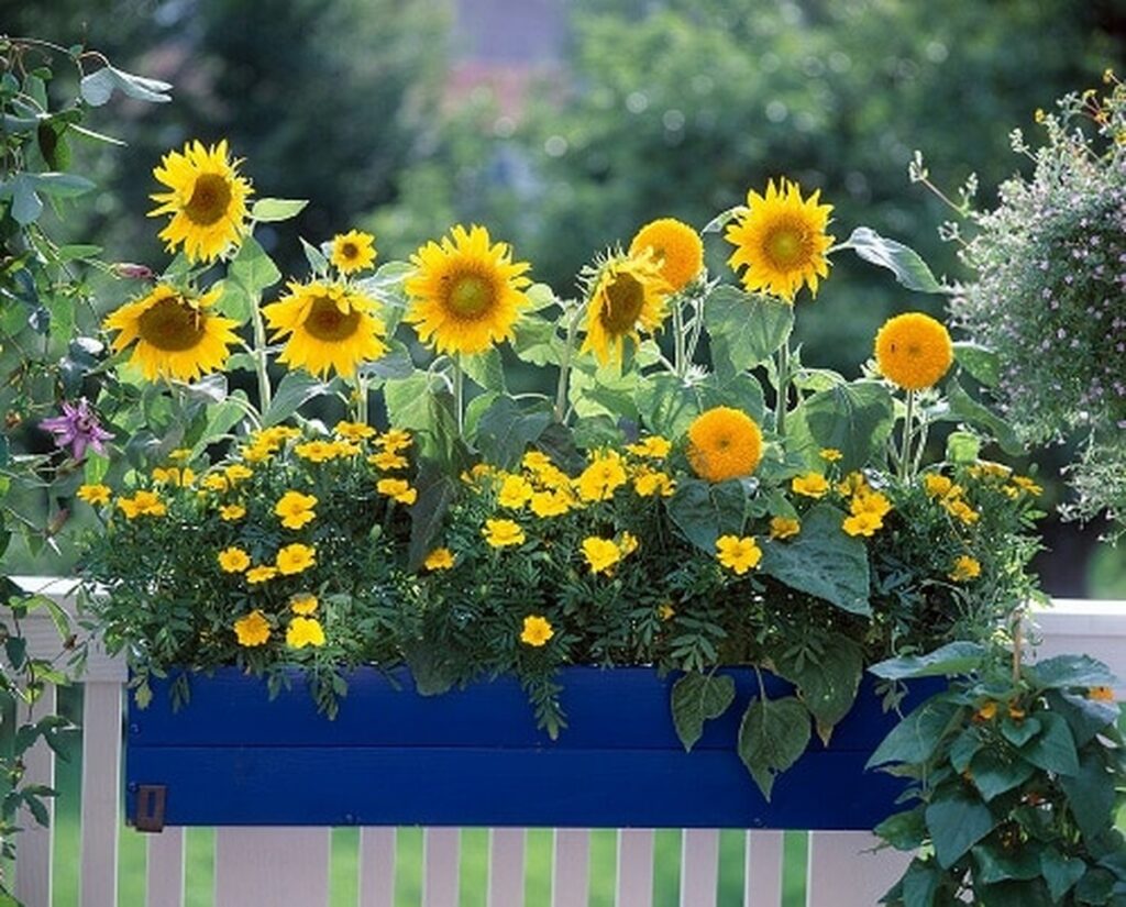 47 Stunning Flowers For Full Sun That Thrive In Blazing Heat