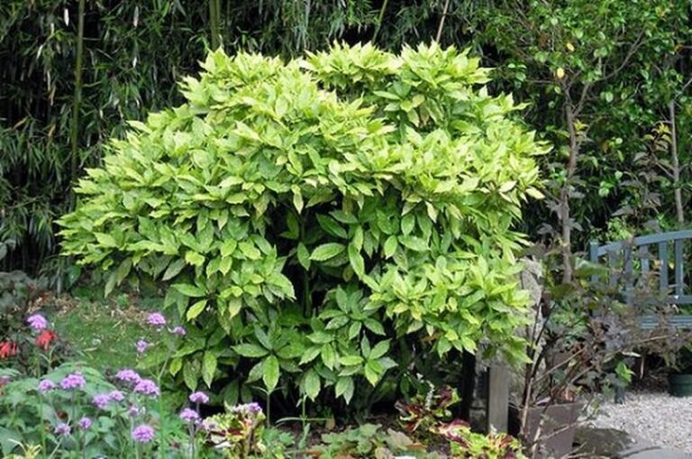 46 Gorgeous Shrubs for Shade That Thrive in Dim Corners