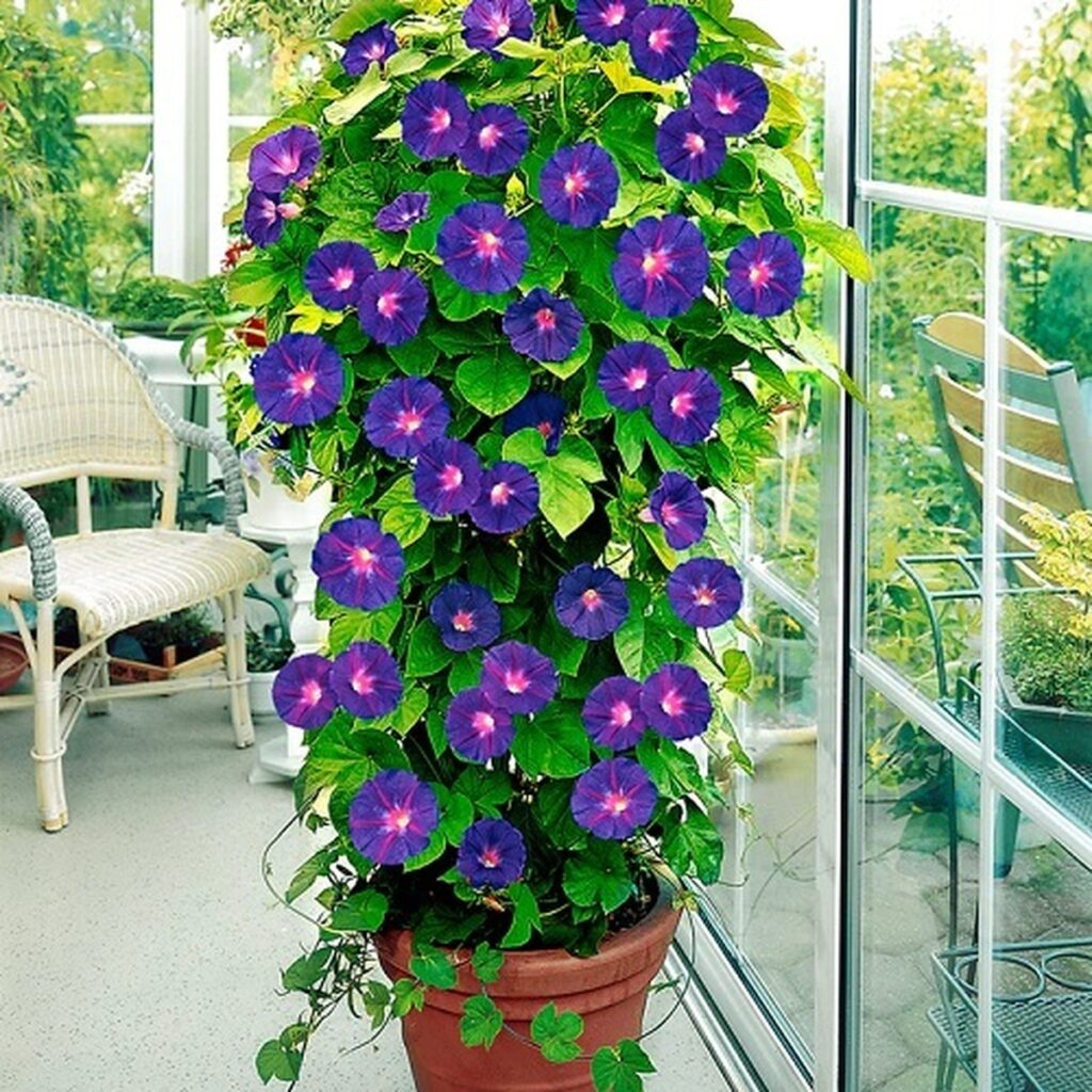 36 Gorgeous Violet Flowers to Brighten Your Garden Today