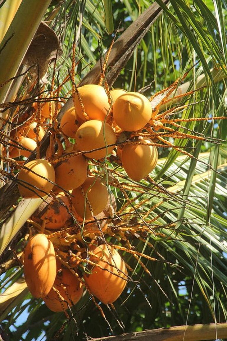 11 Fascinating Types Of Coconuts To Discover Today
