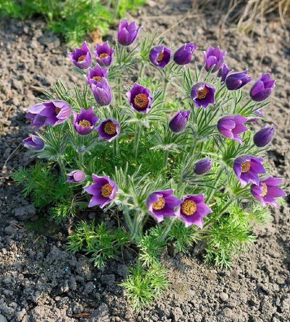 28 Lovely Swedish Flowers That Add Charm