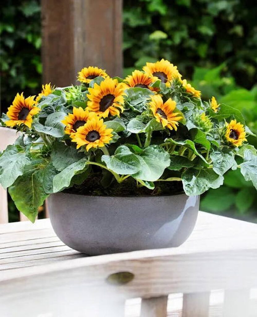 15 Strikingly Bold Flowers That Redefine Macho Masculinity