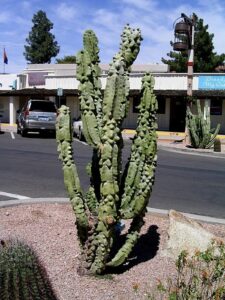 18 Amazing Types of Columnar Cactus Varieties for Your Garden