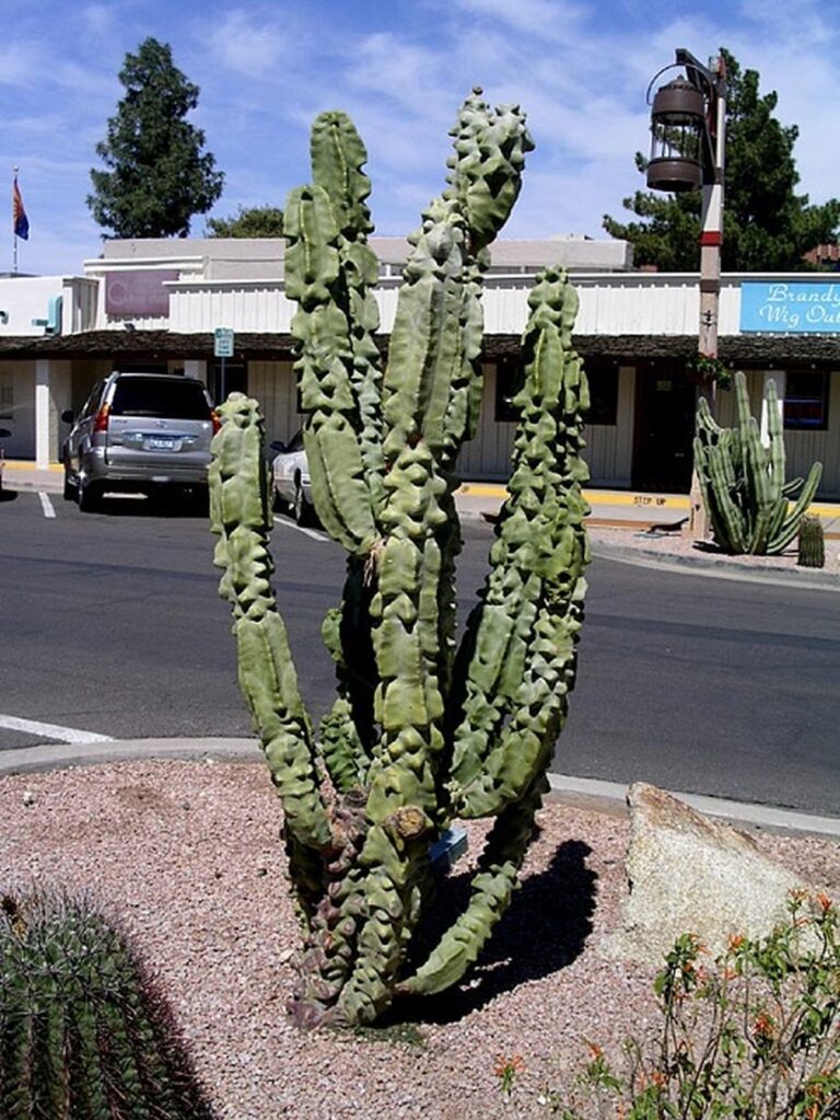 18 Amazing Types of Columnar Cactus Varieties for Your Garden