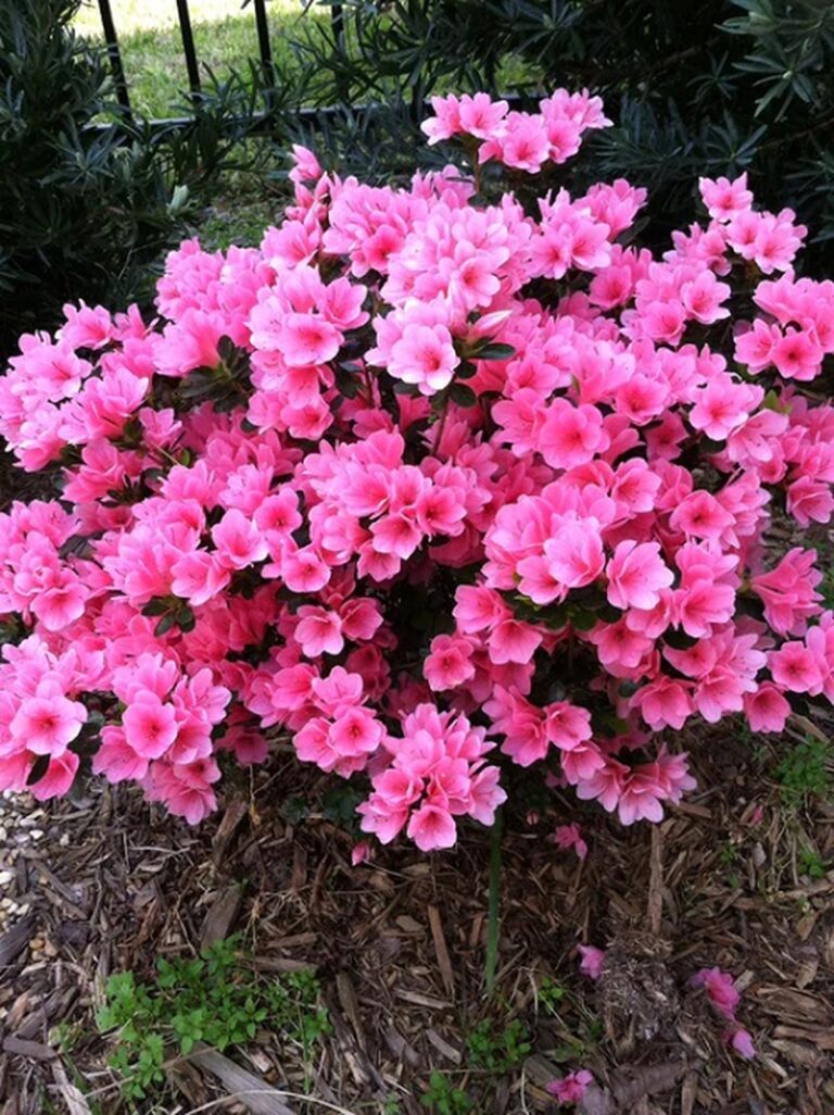 17 Perfect Coral Bells Companion Plants for Breathtaking Gardens