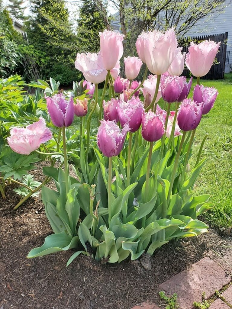 18 Stunning Purple Tulips to Beautify Your Garden