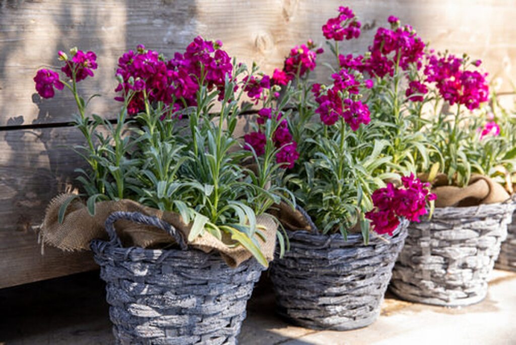 47 Most Fragrant Flowers That Fill Gardens With Sweet Scents