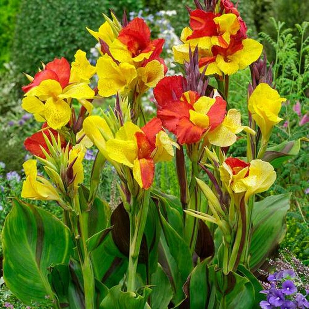 30 Stunning Types of Canna Lily Varieties for Garden Paradise