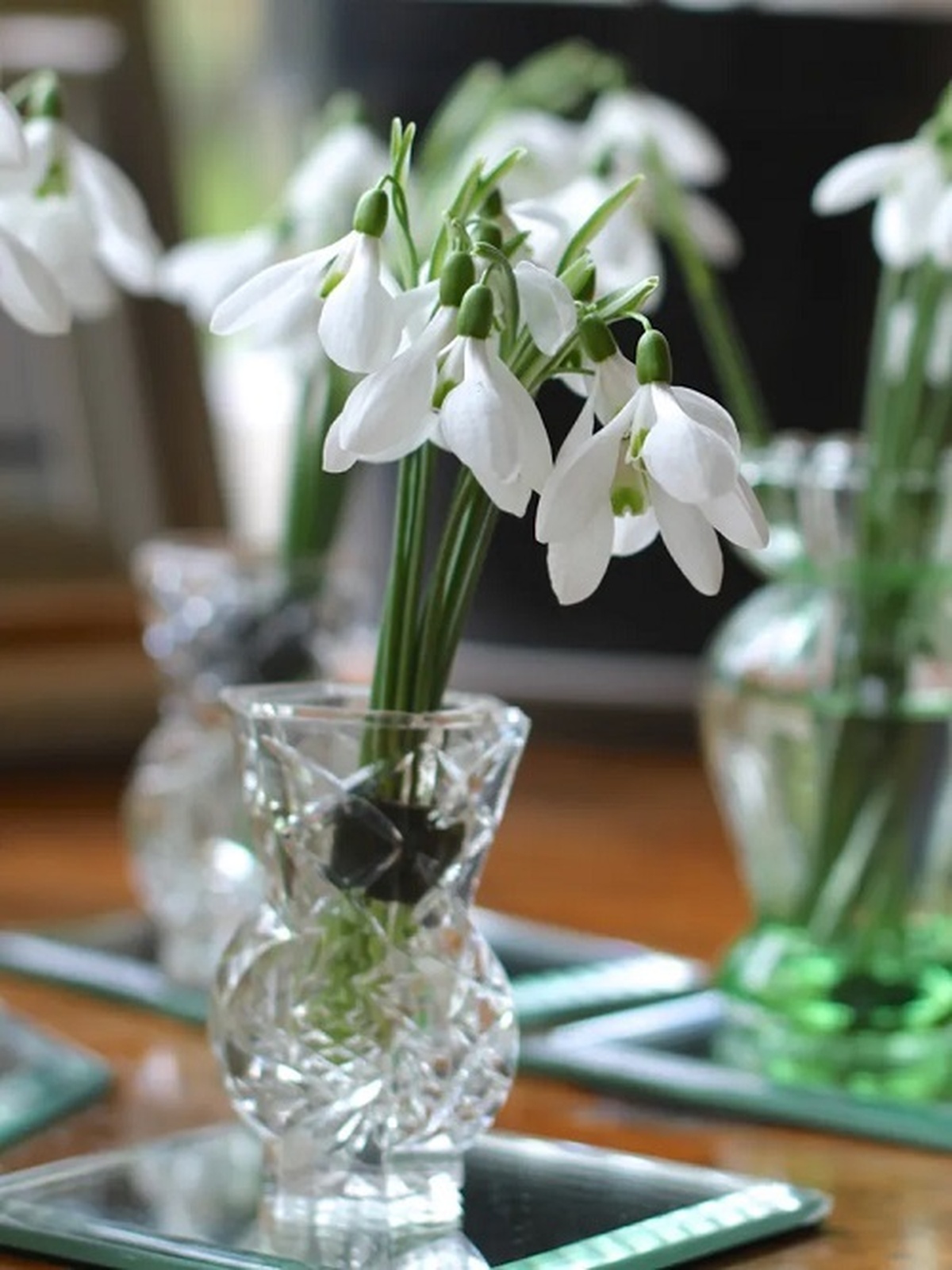 12 Charming Bulbs to Grow in Water: Easy Indoor Garden Magic