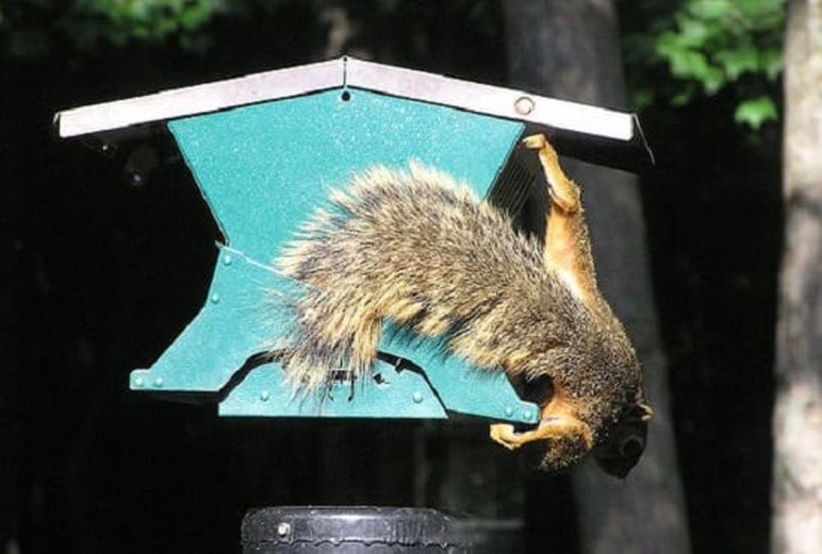 8 Clever DIY Squirrel Proof Bird Feeder Ideas That Actually Work